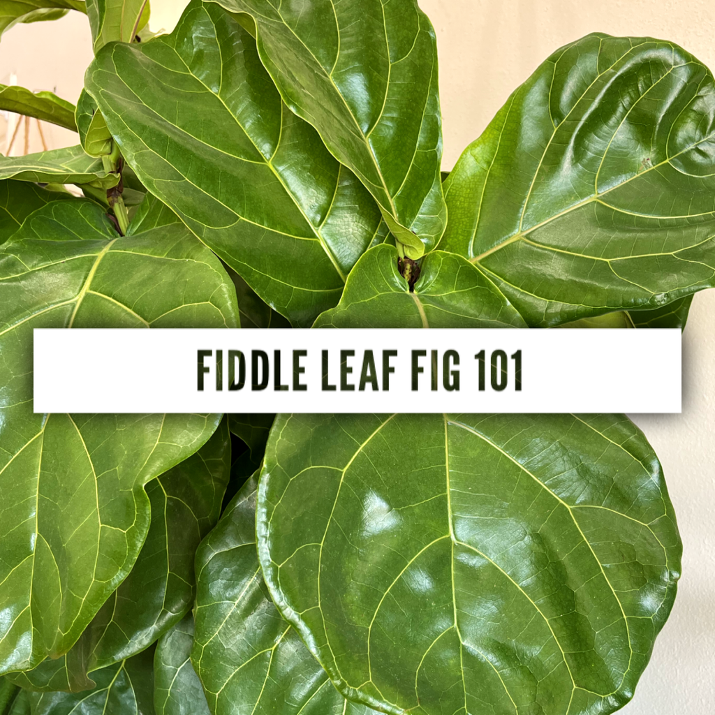 Fiddle Leaf Fig 101 – Baton Rouge Succulent Co