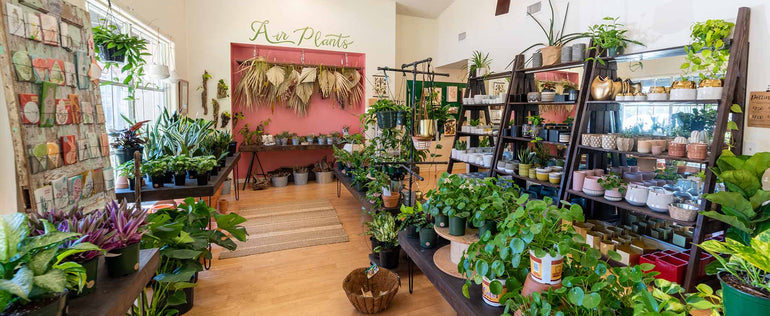 Baton Rouge Succulent Co.