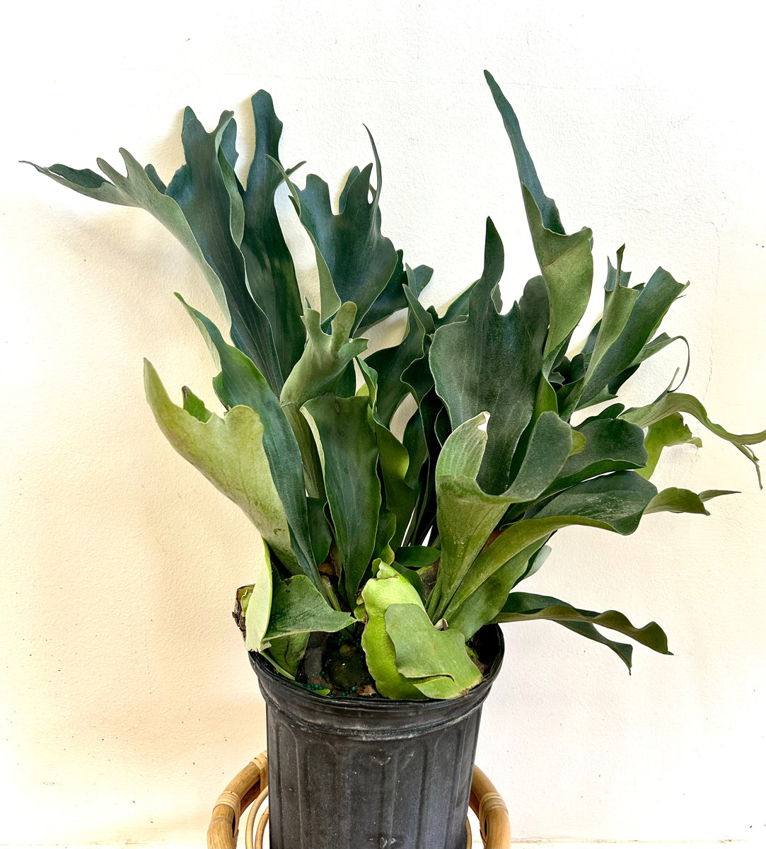 Staghorn Fern – Baton Rouge Succulent Co