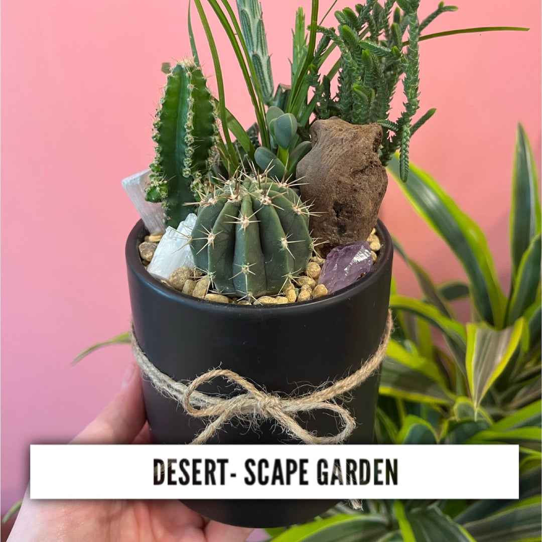 Baton Rouge Succulent Co.